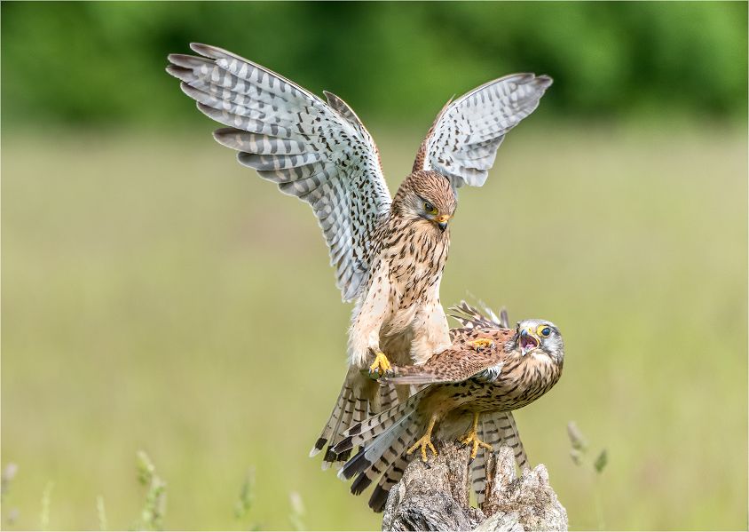 Sparring Kestrels